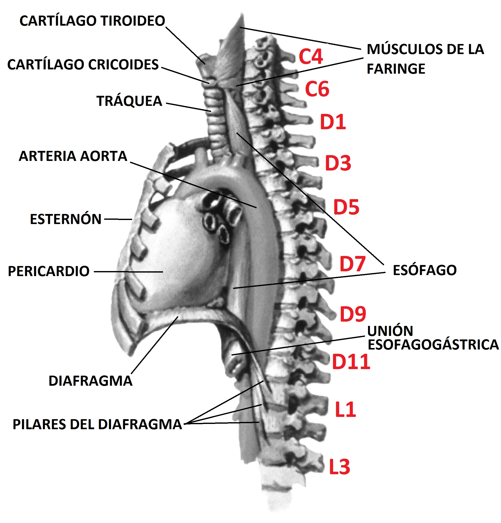 Anatomía del esófago – Carlosteopata Blog