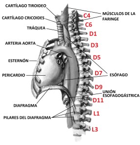 Anatomía del esófago – Carlosteopata Blog